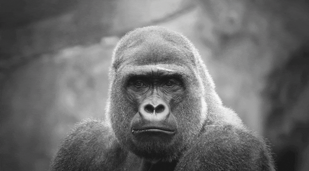 Primata | Studio One Four